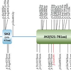 Schematic Diagram For JAK3 And Landscape Of Point Mutations JAK3