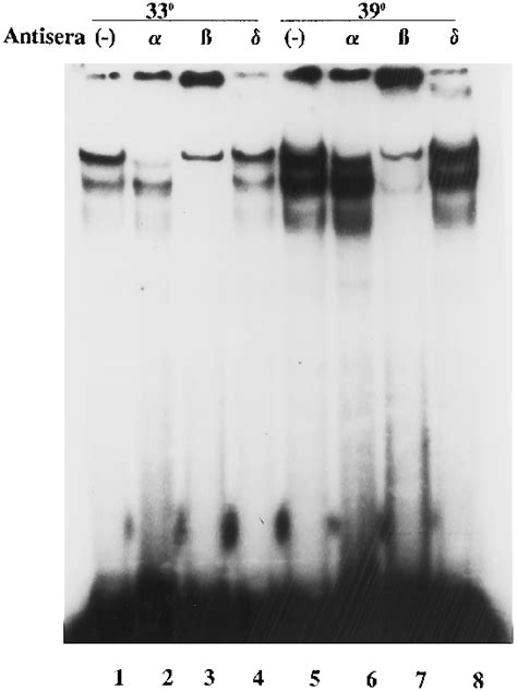 Temperature Dependent Differences In C Ebp Binding Activity For The