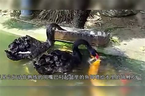 真奇葩土豪养了8年的宠物鱼生病了花上万元请医生动手术 宠物鱼 土豪 奇葩