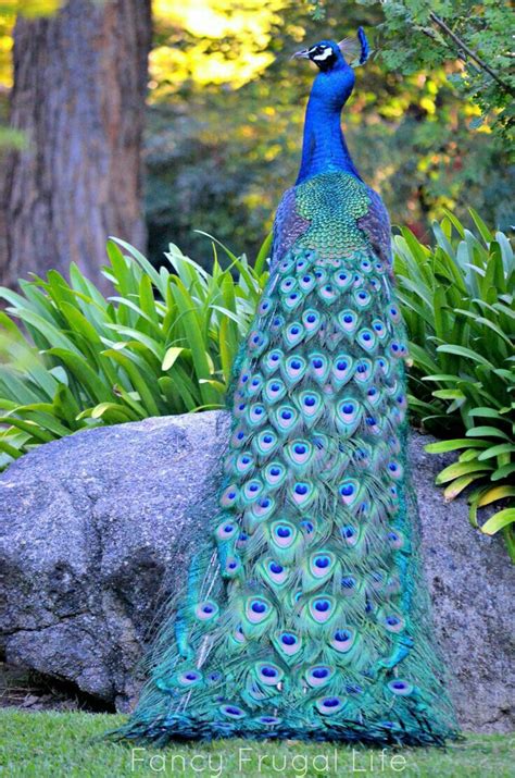 54 Best Birds Peacocks Images On Pinterest Peacocks Peacock And