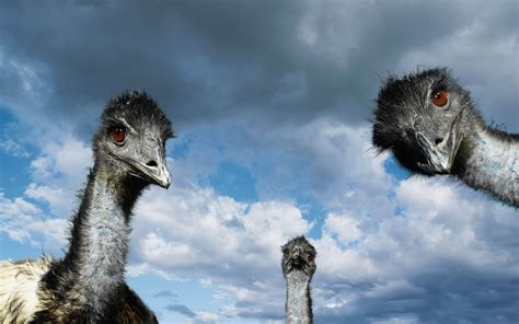 Absurd Desktop Wallpapers Top Free Absurd Desktop Backgrounds