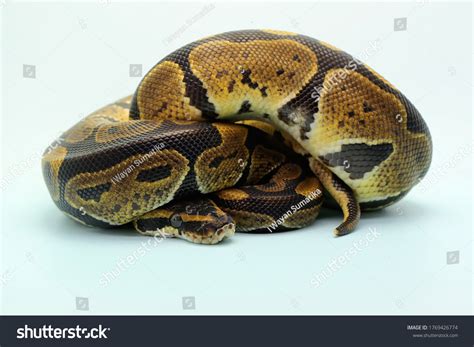 Ball Python Python Regius Wrapping Body Stock Photo 1769426774 Shutterstock