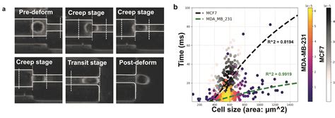 Powerful Biochip Combines Deformability Cytometry With Deep Learning Tracking For Cancer Cell