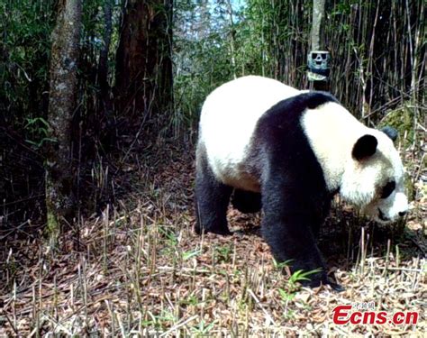 红外相机在四川马边拍到野生大熊猫 Cn