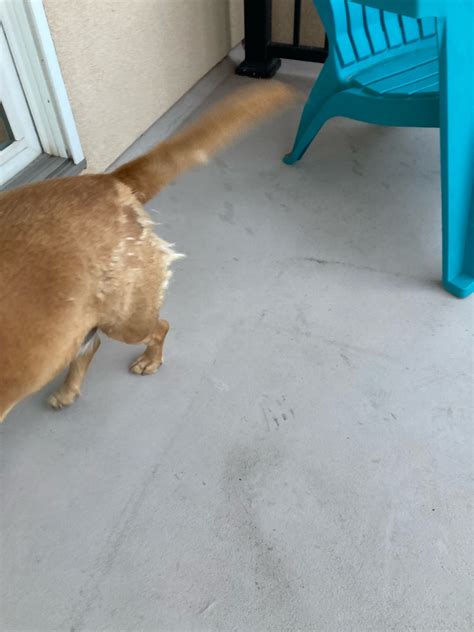 Why Is My Dog Shedding Massive Clumps Of Hair