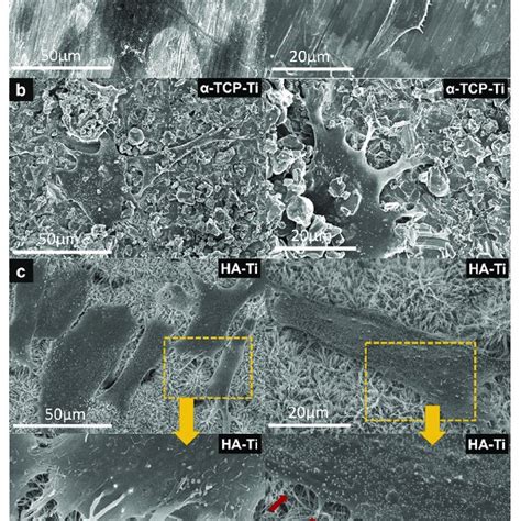Morphological Analysis Of Rat Bone Marrow Mesenchymal Stem Cells