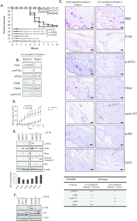Bi Allelic Perk Deletion Abolishes Braf V600eca Fbxo4 Melanoma
