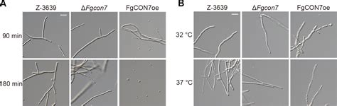 Con7 Is A Key Transcription Regulator For Conidiogenesis In The Plant