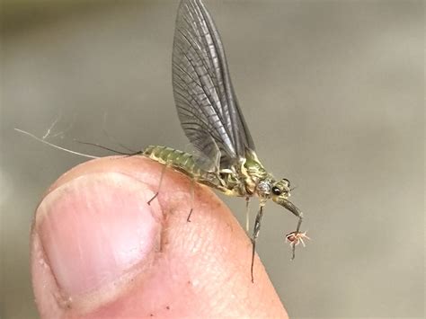 Cliffhanger Green Drake Emerger Fly Tying Tutorial Fishing Fly Tackle