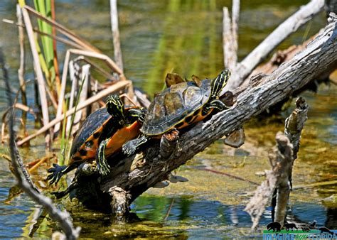Florida Red Bellied Cooter Imagine Our Florida Inc