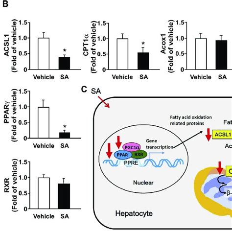 Sa Increases Lipid Accumulation In The Liver Eight Week Old C57bl6