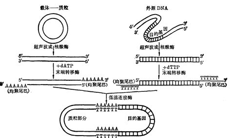 基因工程 基础医学 医学