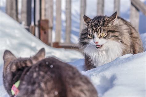 6 Surprising Similarities Between Cats And Dogs
