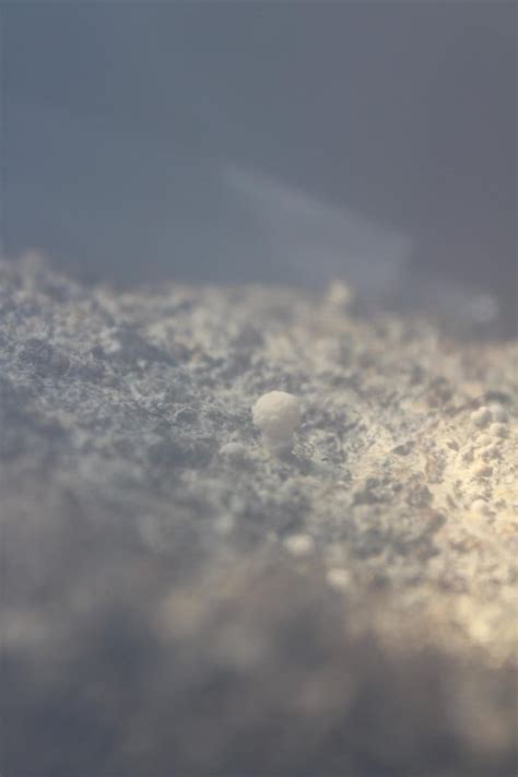 My Small Apes Wishing You Guys Great Cultivations R Shroomers