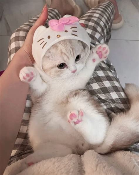 Cat With Hello Kitty Hat