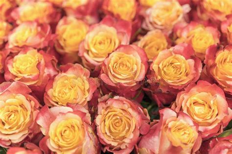 Fundo De Rosas Do Rosa E Do P Ssego Rosas Cor De Rosa Frescas Um Ramalhete Enorme Das Flores O