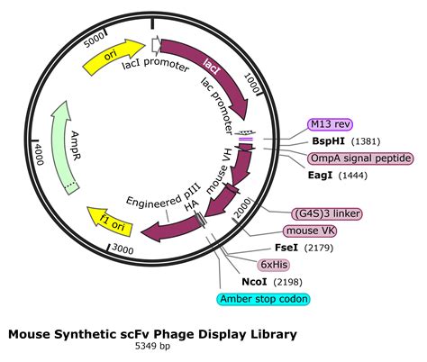 Accelerate Antibody Discovery With Mouse Synthetic Scfv Phage Display Library Fusion Biolabs