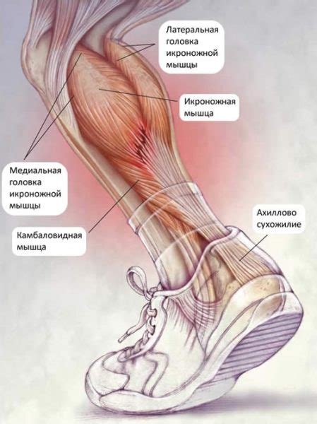 Как накачать икры ног упражнения для икроножных мышц