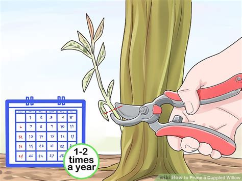 How To Prune A Dappled Willow 11 Steps With Pictures Wikihow