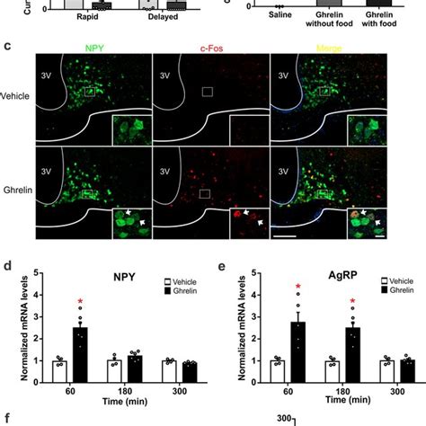 Structure Of Ghrelin In Human And Rat Shows High Level Of Homology