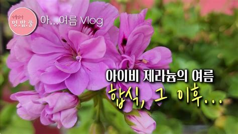 제라늄 아이비제라늄 하엽 정리 YouTube
