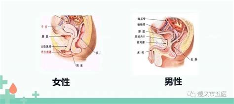 科普万千女性的小“？”之尿路感染细菌