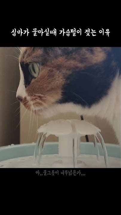 고양이가 물마시는데 가슴털이 젖는 이유 Youtube