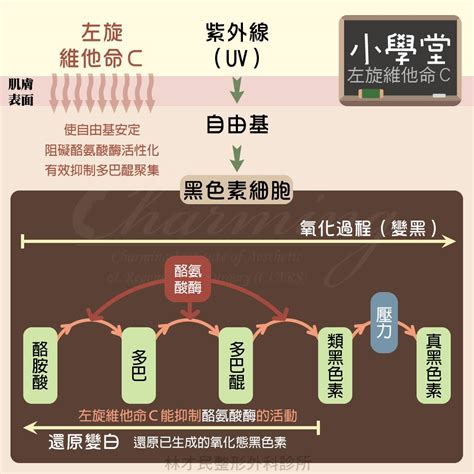 林才民整形外科 【小學堂👩‍🏫】肌膚保養 左旋維他命c🌟 🌞保養防曬做得好，也可以成為白皙美人喔！