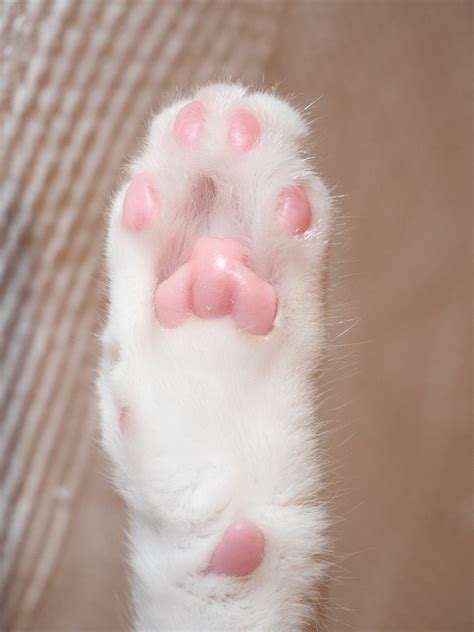 Pussycat How Cats Free Photo On Pixabay Pixabay