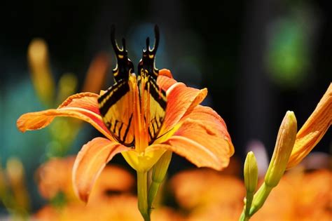 Premium Photo Swallow Tail In A Lily