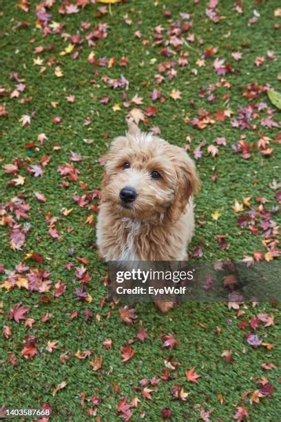 Sod Poodle Photos And Premium High Res Pictures Getty Images