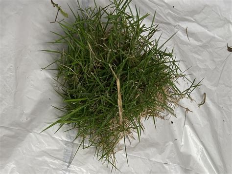 What Does Bermuda Grass Look Like Bermuda Grass Identification