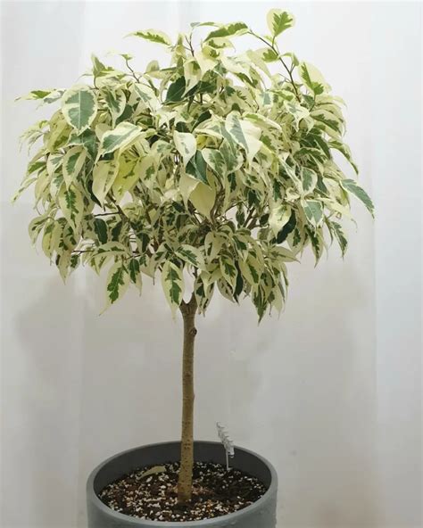 Indoor Care Guide For Ficus Benjamina Starlight