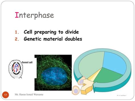 Chapter 7 The Cell Cycle Ppt