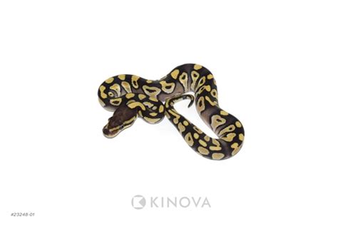 mojave quad het vpi axanthic desert ghost clown monsoon ball python by kinova