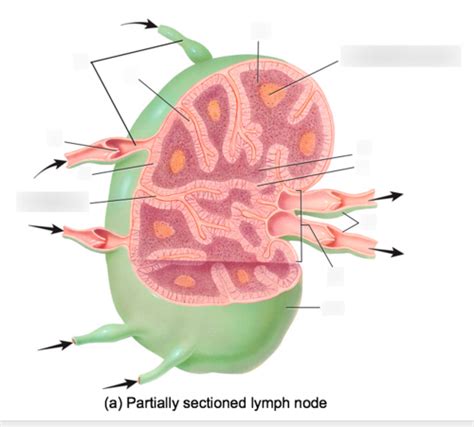 Lymph Node Diagram