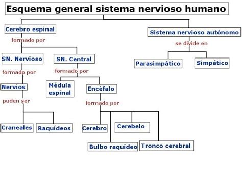 Esquema De El Sistema Nervioso Brainly Lat
