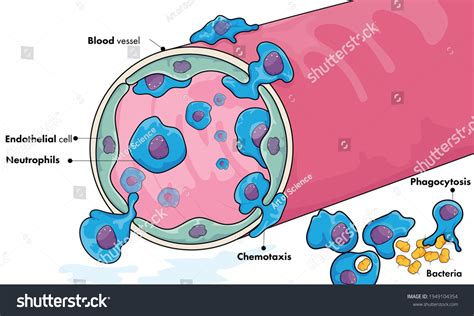 Migration Neutrophils During Inflammation Through Blood เวกเตอร์สต็อก