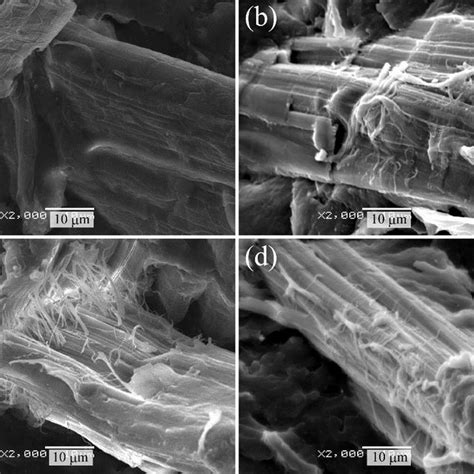 Scanning Electron Microscope Sem Photographs Of The Cryogenically