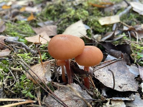 Mushroom Nature Free Photo On Pixabay Pixabay