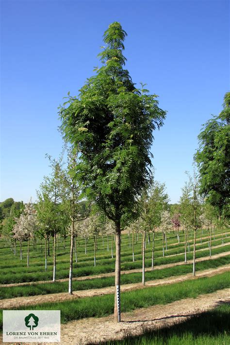 Sorbus Dodong Baumschule Lve