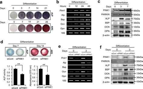 Pink1 Is Required For Osteoblast Differentiation A Mc3t3 E1 Cells Were
