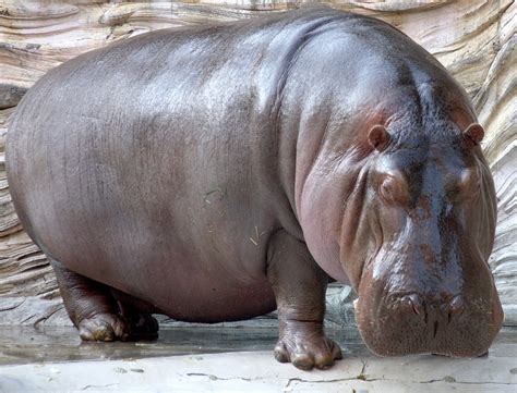 Hippopotamuses Lion Kinglion Guard Wikia Fandom