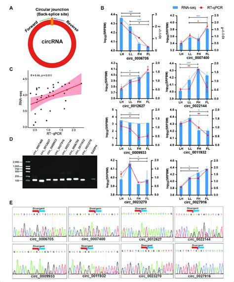 Verification Of Eight De Circrnas A Divergent Primers Were Designed