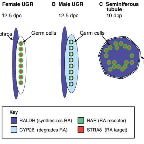 A Model Of Ra Regulation During Prenatal And Postnatal Meiosis A