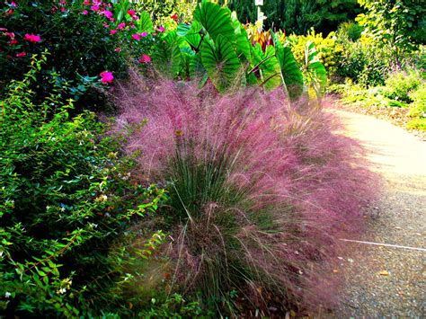 12 Ornamental Grasses That Will Stop Traffic