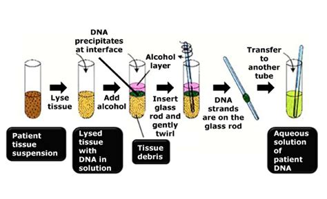 Dna Rna Dna Isolation