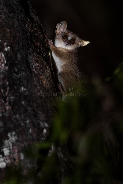 Lesser Mouse Lemur Microcebus Murinus Stock Image Image Of Gray