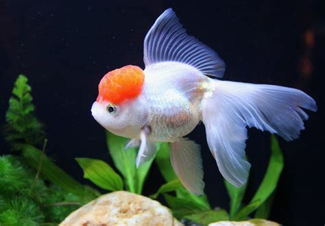 Pez De Colores En Acuario Con Las Plantas Verdes El Gancho Y Las