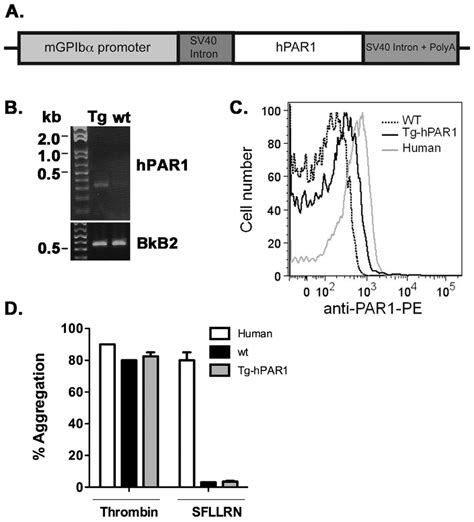 Generation And Characterization Of Transgenic Mice Expressing Human Download Scientific Diagram